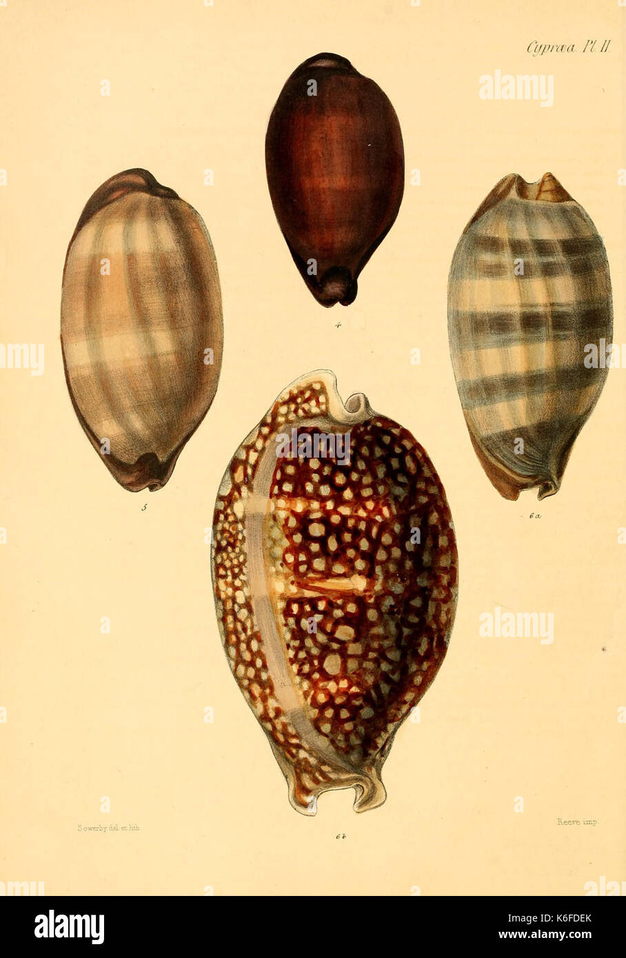 Conchologia iconica, or, Illustrations of the shells of molluscous ...