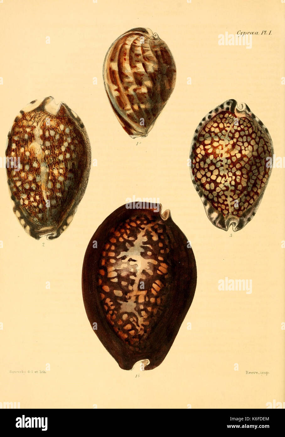 Conchologia iconica, or, Illustrations of the shells of molluscous ...
