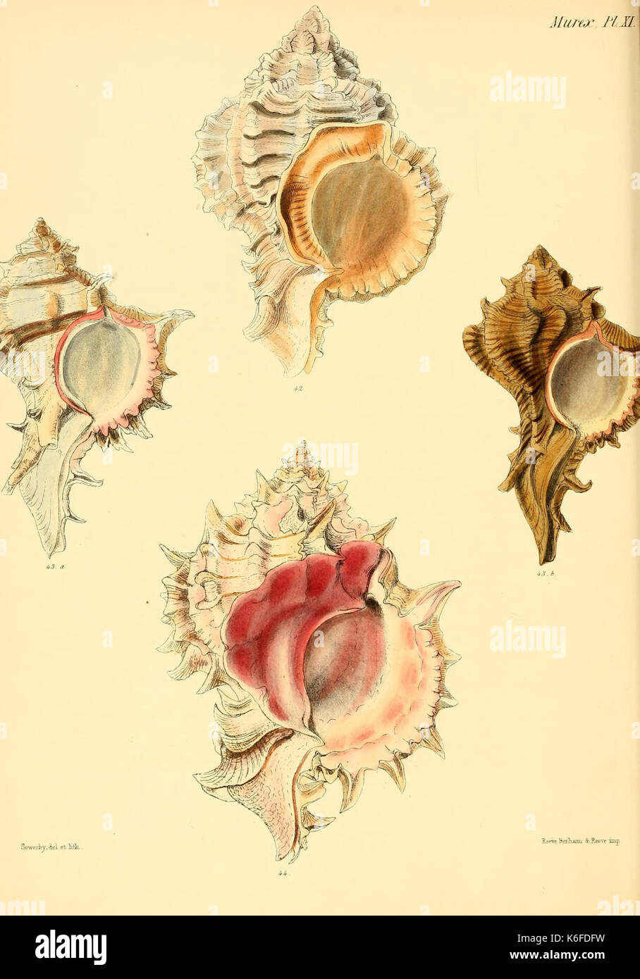 Conchologia iconica, or, Illustrations of the shells of molluscous ...