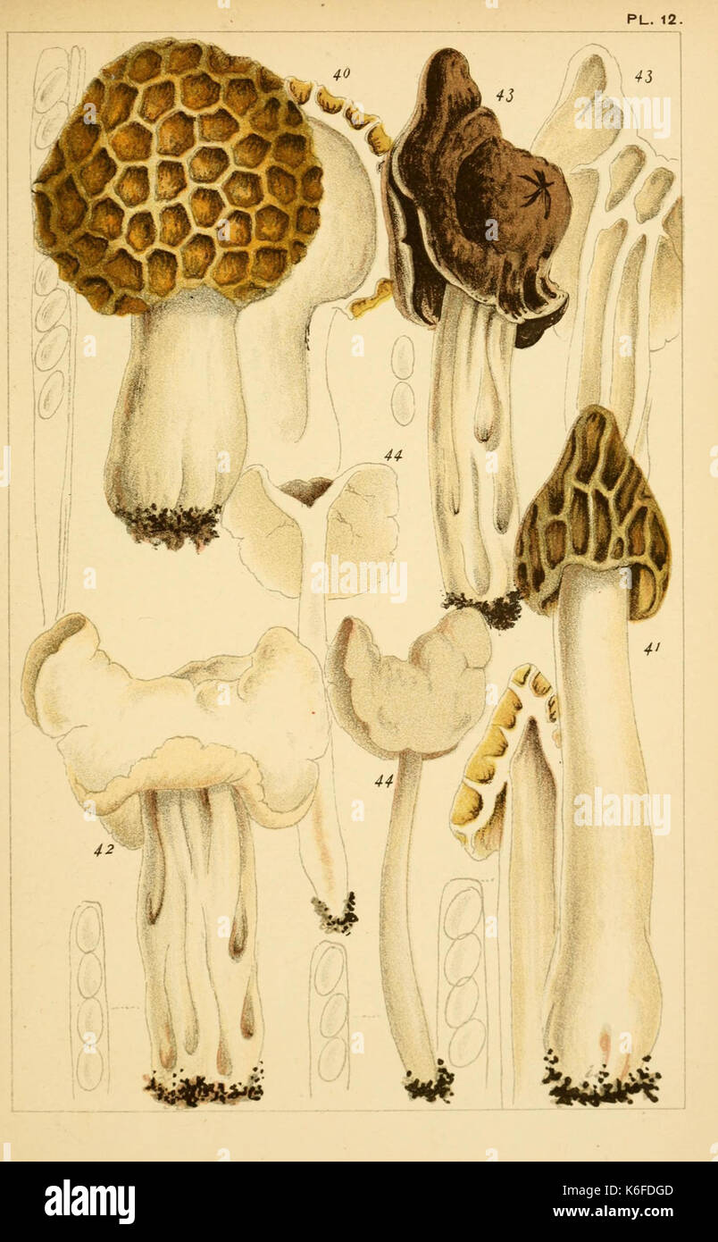 British edible fungi book hi-res stock photography and images - Alamy