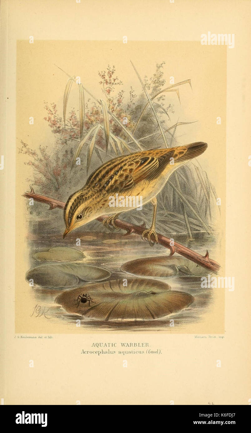 This illustration of British birds from *Coloured Figures of the Birds ...