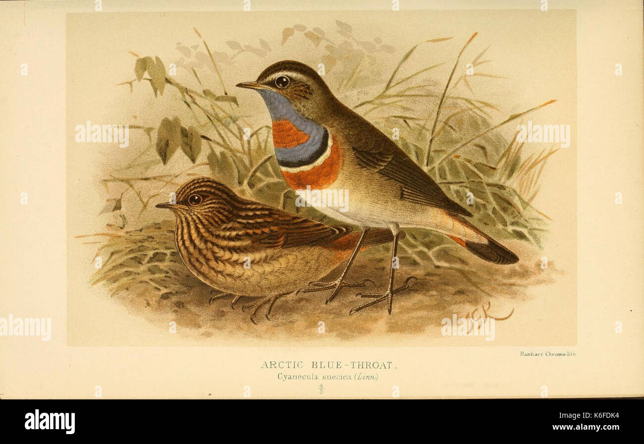 Coloured figures of the birds of the British Islands issued by Lord ...