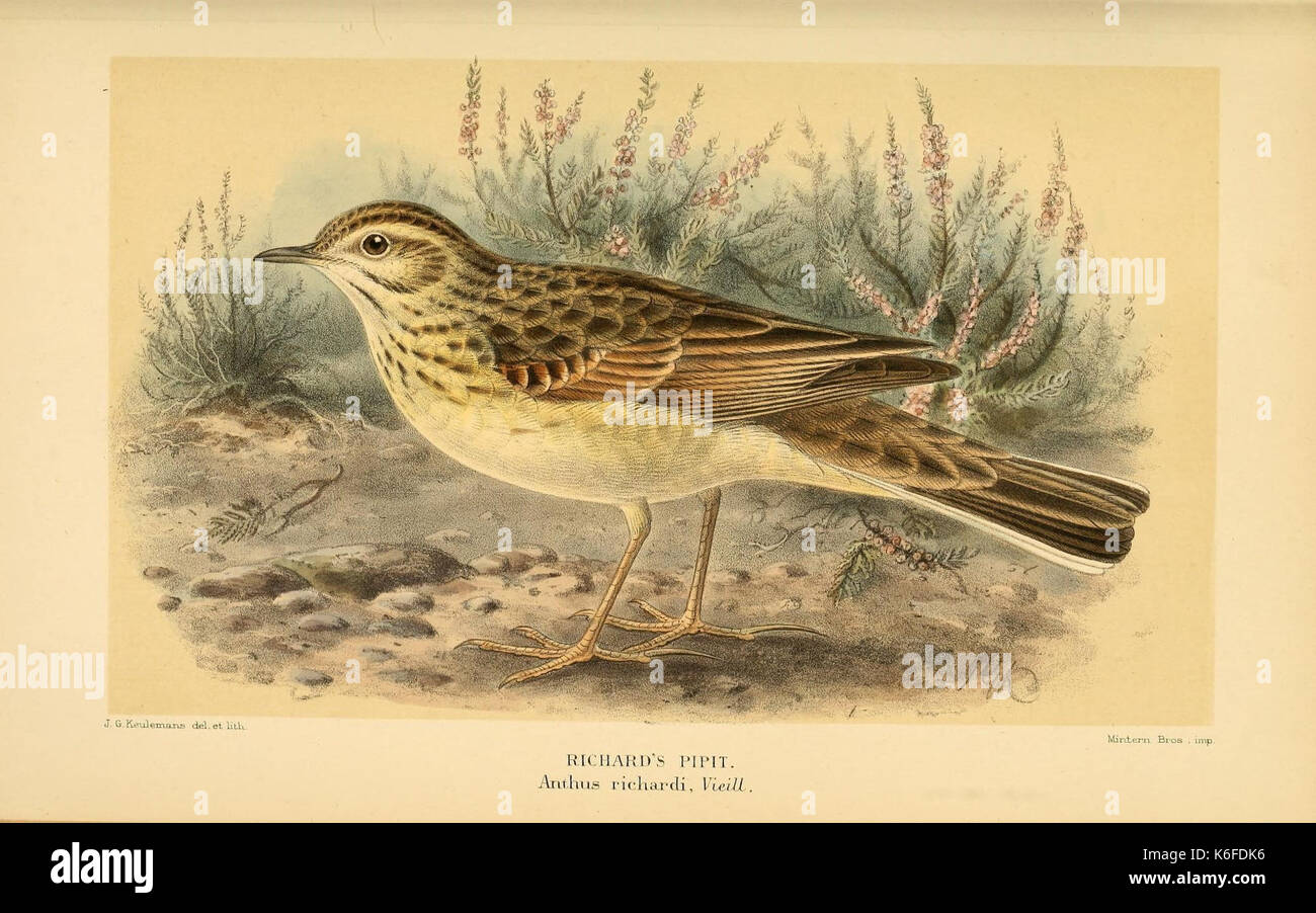 Coloured figures of the birds of the British Islands issued by Lord ...