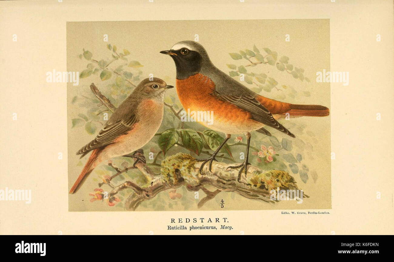Coloured figures of the birds of the British Islands issued by Lord ...