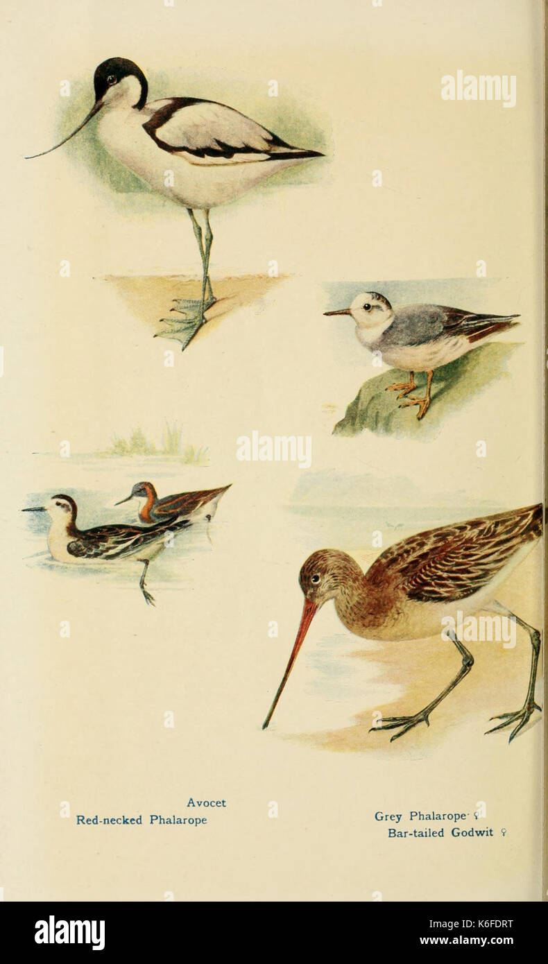 Native british birds hi-res stock photography and images - Alamy