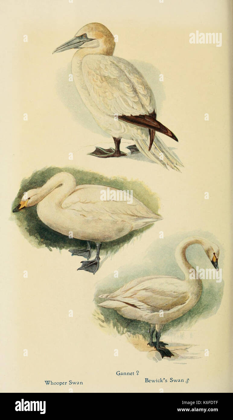 This drawing from the book 'British Birds in their Haunts' shows ...