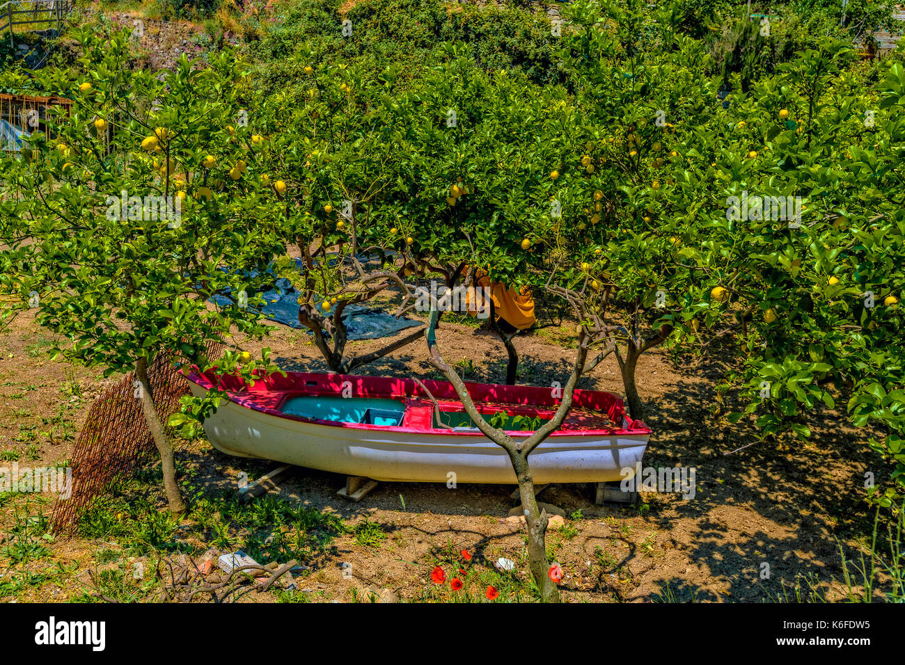 Italy Liguria 5 Terre National Park - Monterosso al mare lemon trees ...