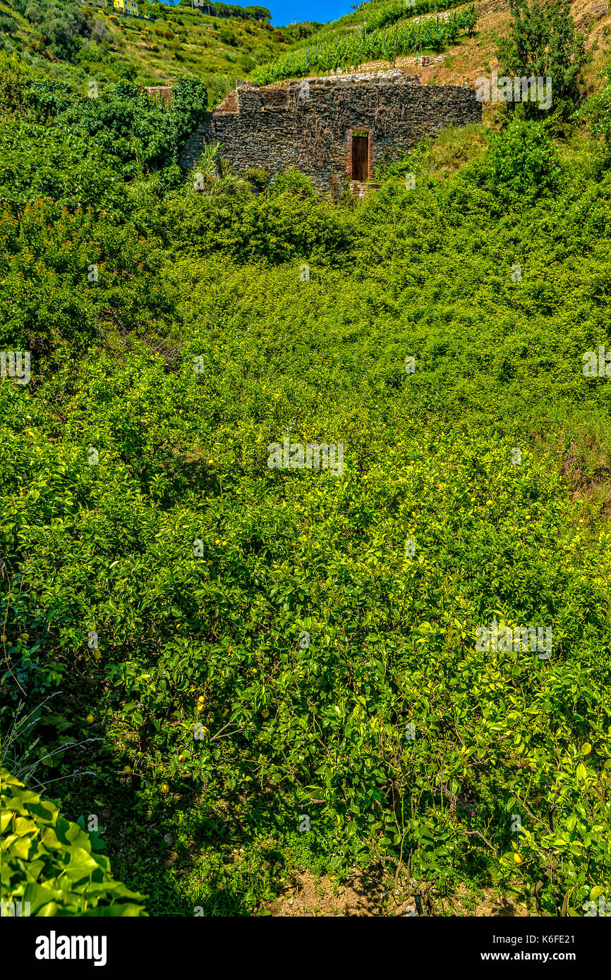 Italy Liguria 5 Terre National Park - Monterosso al mare lemon trees ...