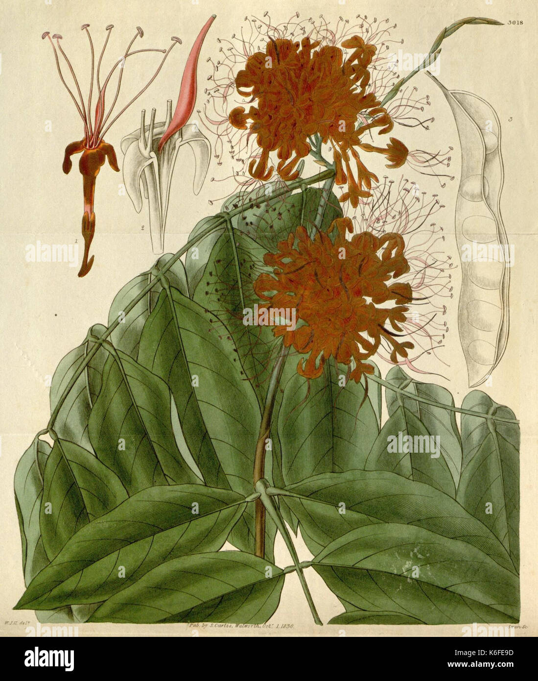 Curtis’s botanical magazine cover hi-res stock photography and images ...