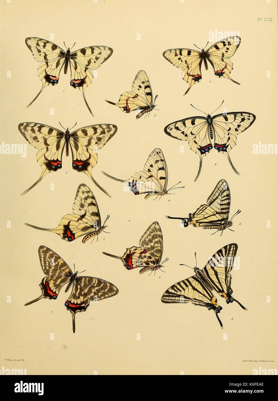 Catalogue of lepidopterous insects in the collection of the British ...