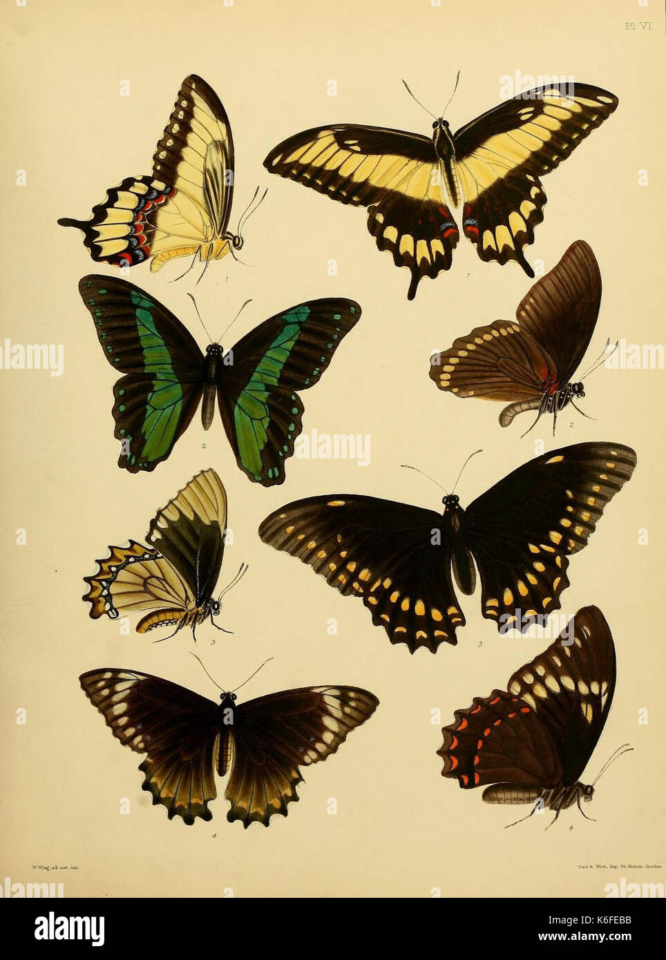 Catalogue of lepidopterous insects in the collection of the British ...