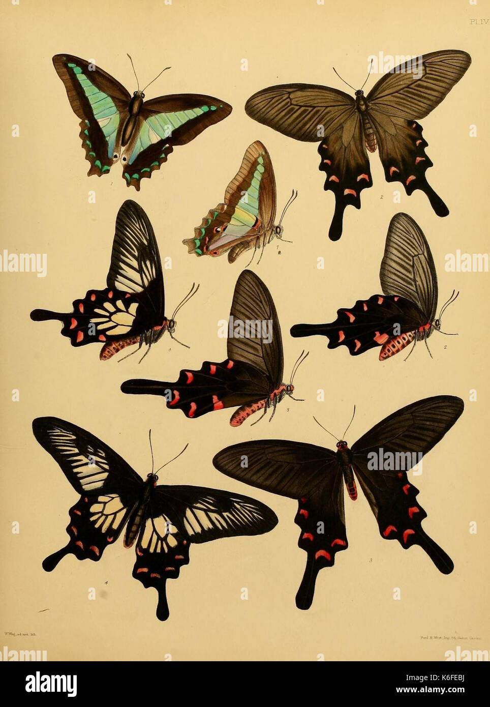 Catalogue of lepidopterous insects in the collection of the British ...