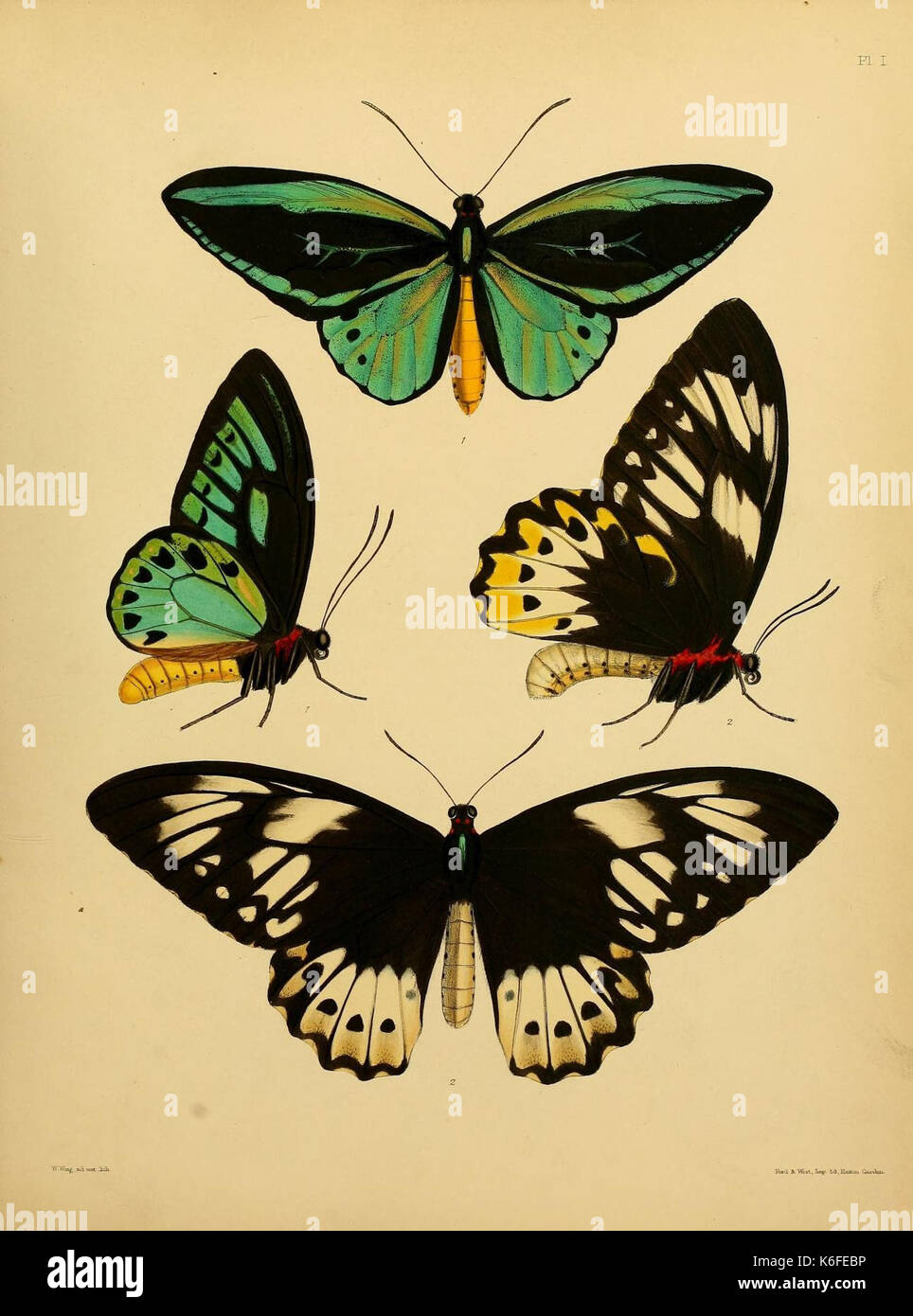 Catalogue of lepidopterous insects in the collection of the British ...