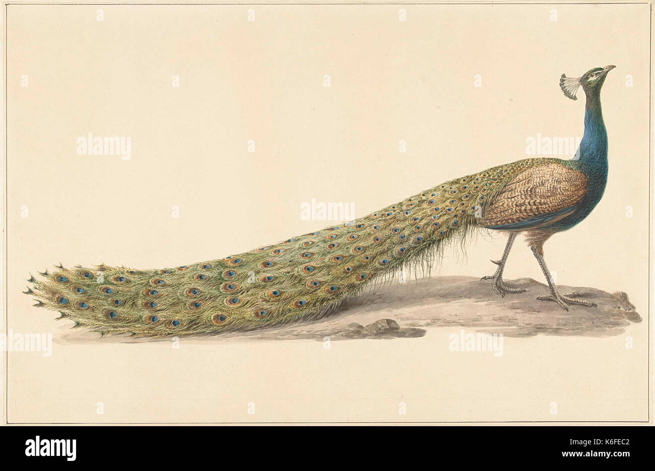 Blauwe pauw hi-res stock photography and images - Alamy