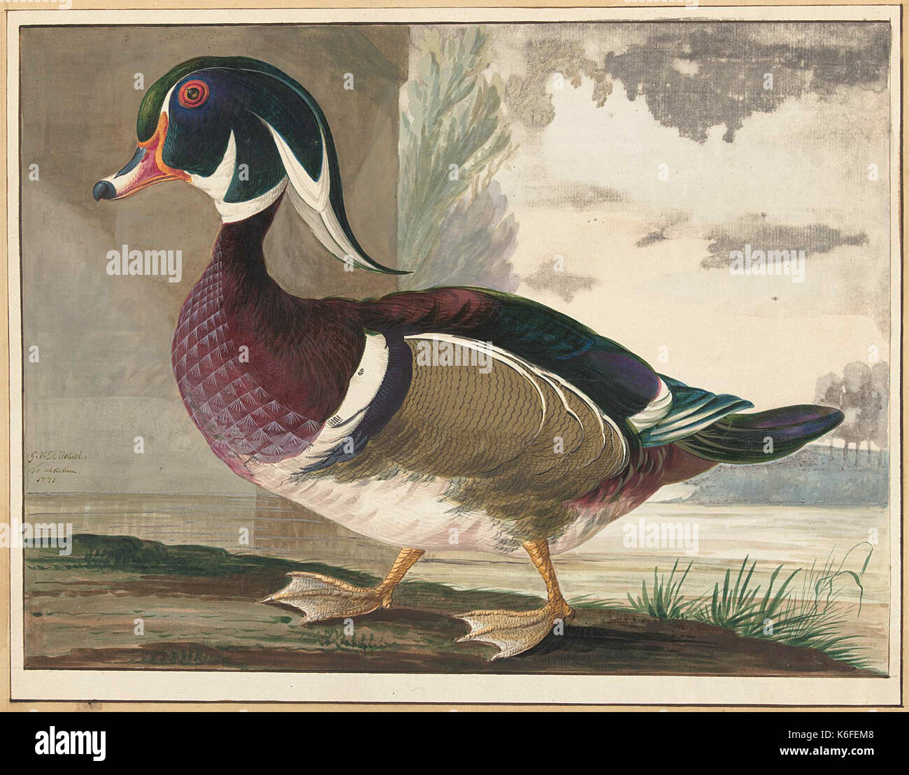 Carolina eend hi-res stock photography and images - Alamy