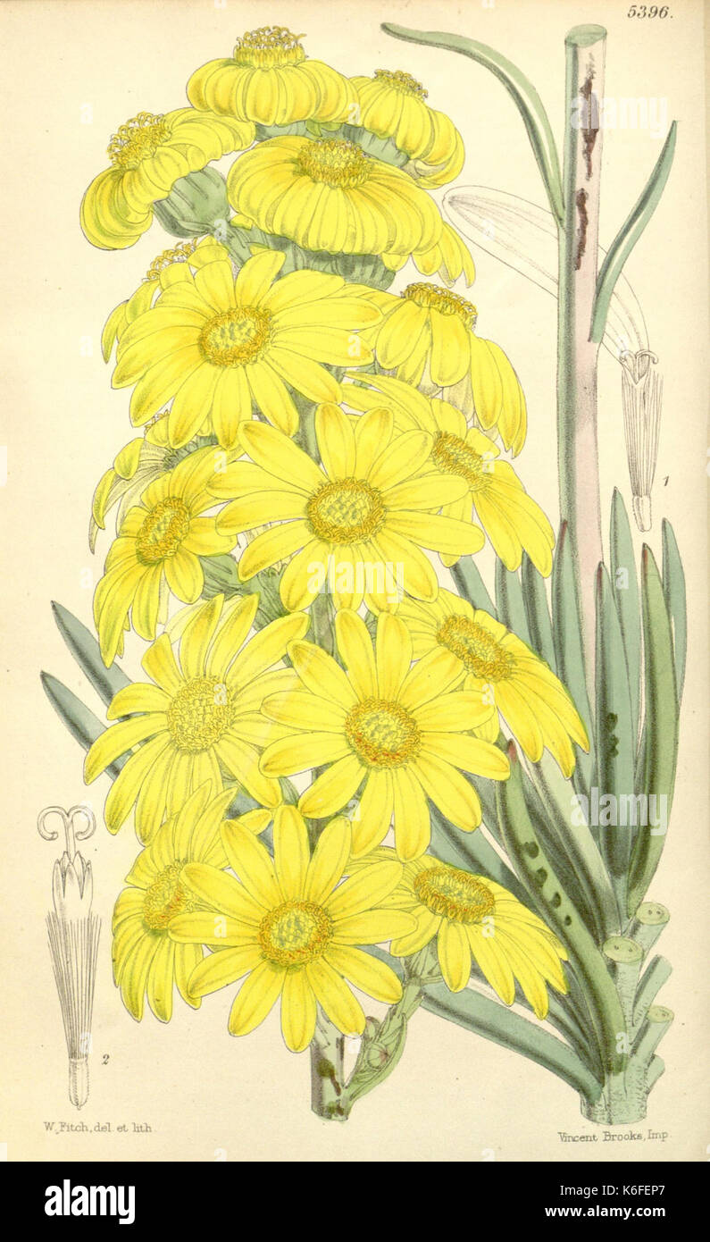 Curtis’s botanical magazine cover hi-res stock photography and images ...