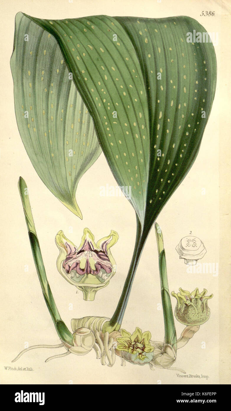 Curtis’s botanical magazine cover hi-res stock photography and images ...