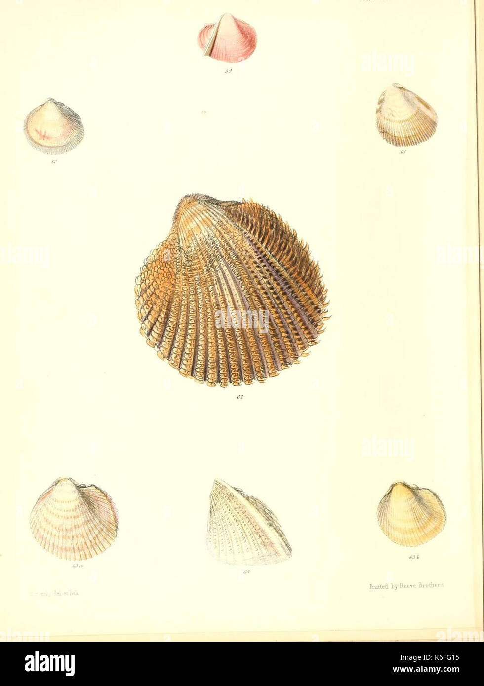 Conchologia iconica, or, Illustrations of the shells of molluscous ...