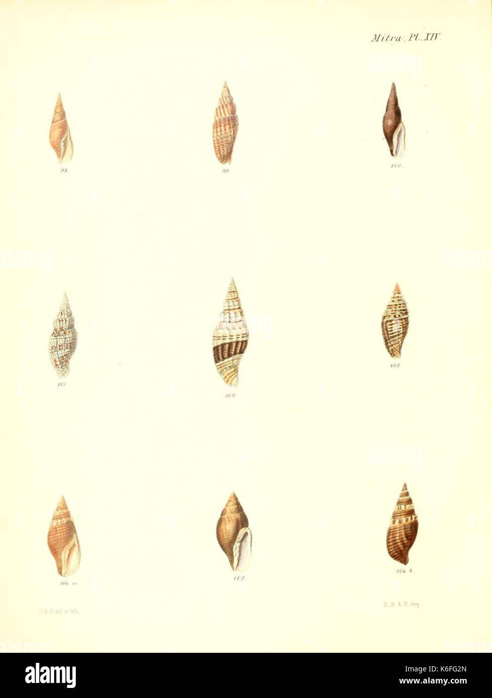 Mitra shells hi-res stock photography and images - Alamy