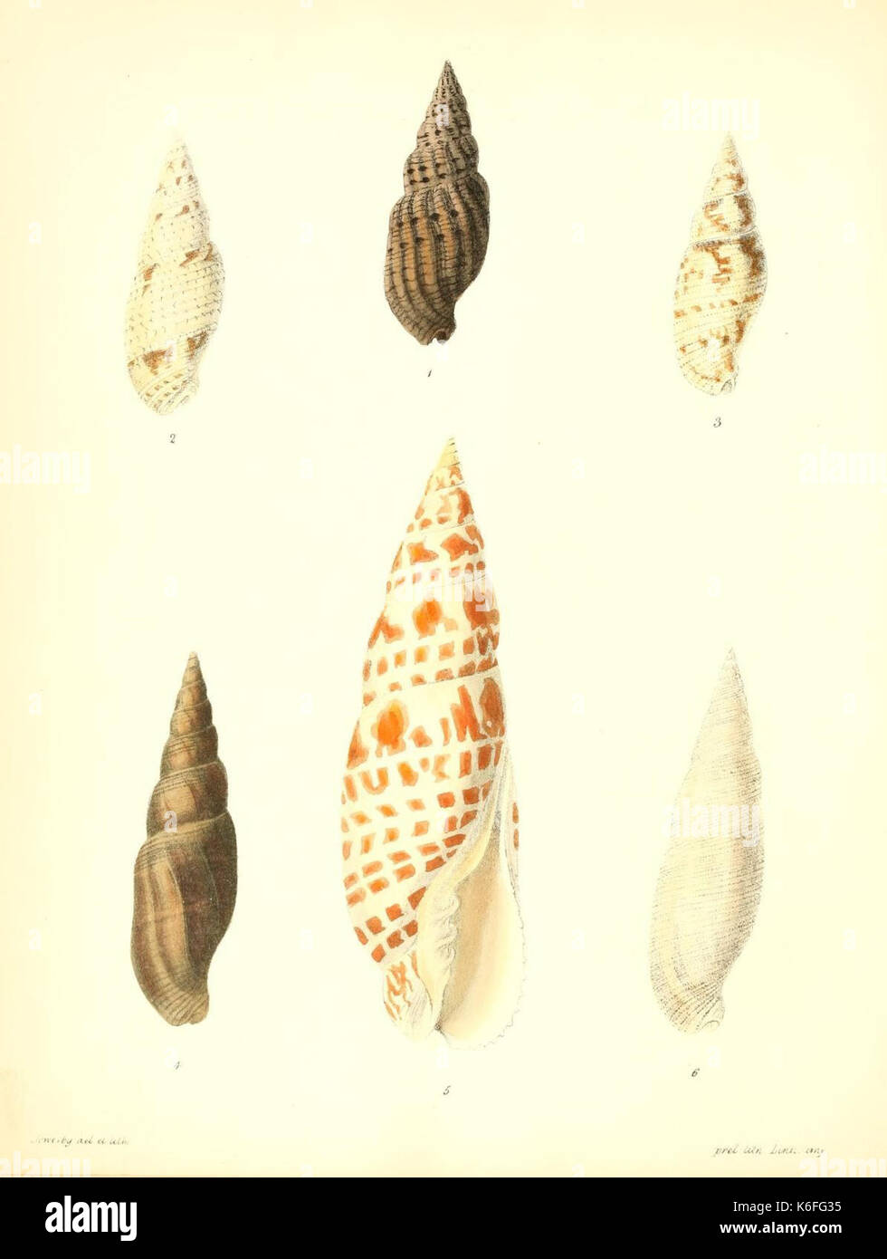 Conchologia iconica, or, Illustrations of the shells of molluscous ...