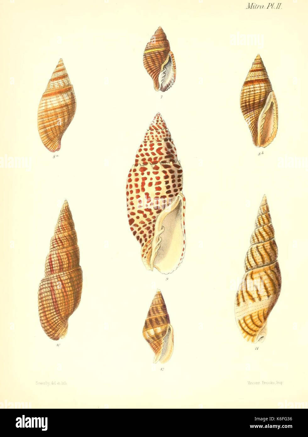 Conchologia iconica, or, Illustrations of the shells of molluscous ...