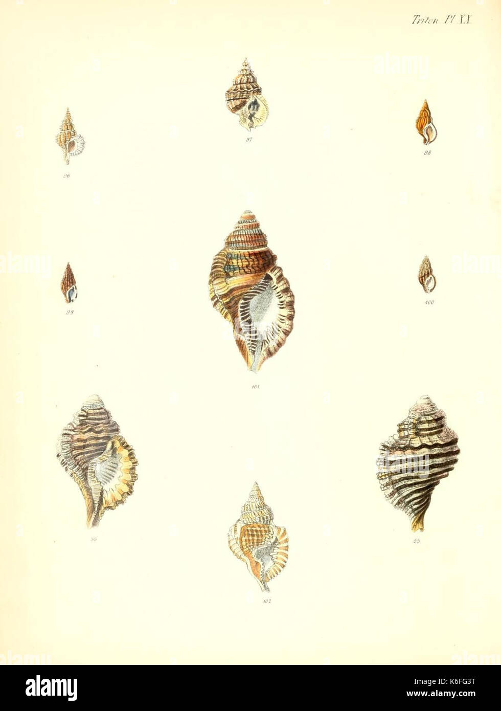 Conchologia iconica, or, Illustrations of the shells of molluscous ...