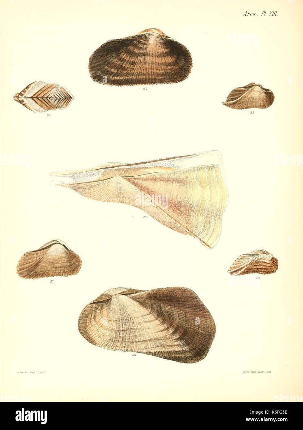 Conchologia iconica, or, Illustrations of the shells of molluscous ...