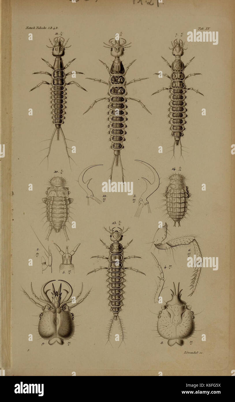 De metamorphosi eleutheratorum observationes (Tab. XV) (8243591781 ...