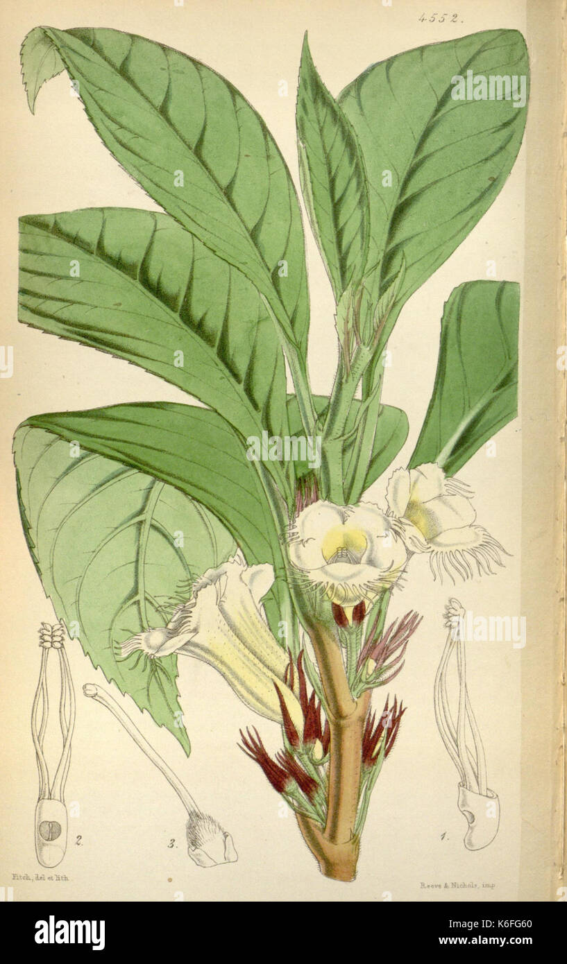 Curtis's botanical magazine (Tab. 4552) (8240557237 Stock Photo - Alamy