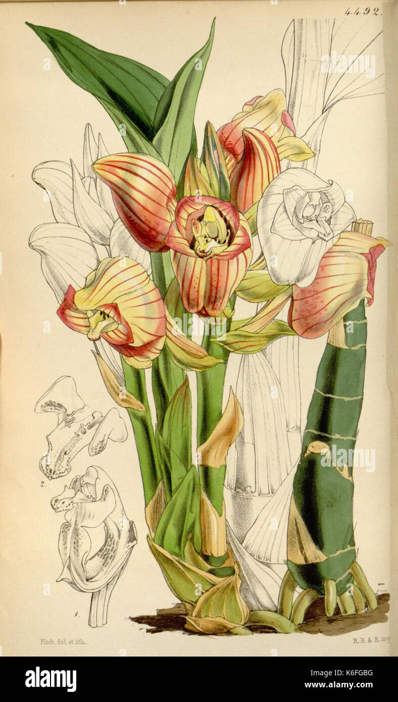 Curtis's botanical magazine (Tab. 4492) (8241575202 Stock Photo - Alamy