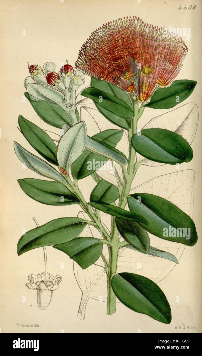 Curtis's botanical magazine (Tab. 4488) (8241572616 Stock Photo - Alamy