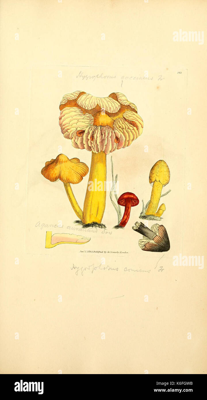 This illustration from the book 'Coloured Figures of English Fungi ...