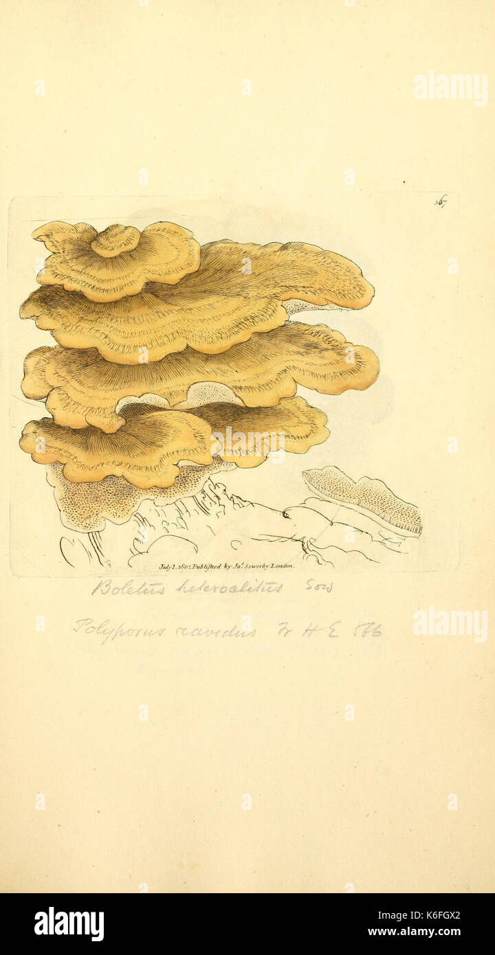 This illustration from 'Coloured Figures of English Fungi' presents ...