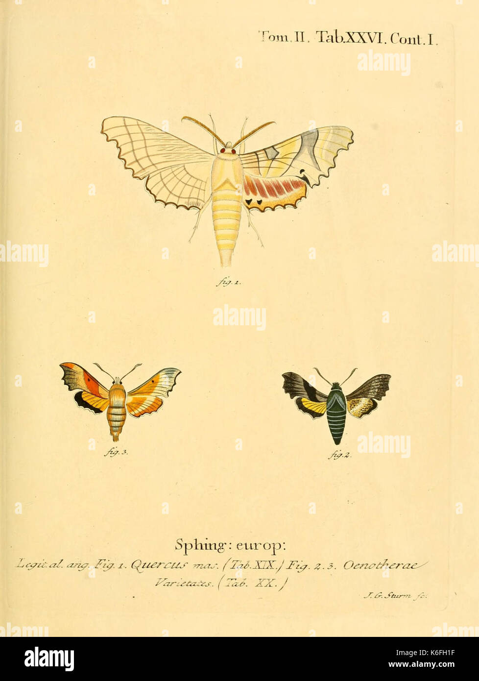 Intricate illustration of various insects hi-res stock photography and ...