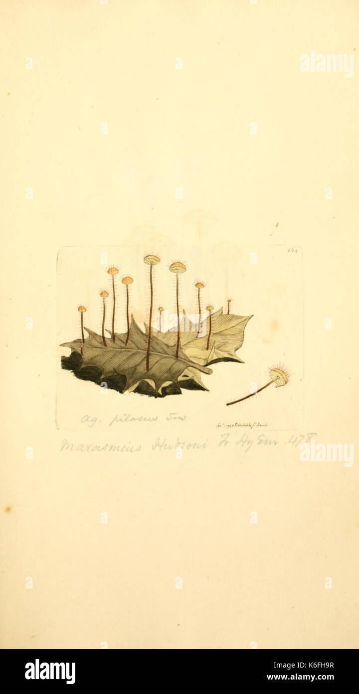 A detailed drawing from 'Coloured Figures of English Fungi ...