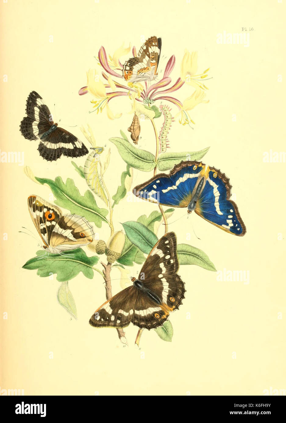 British butterflies and their transformations (Pl. 16) (7361884494 ...
