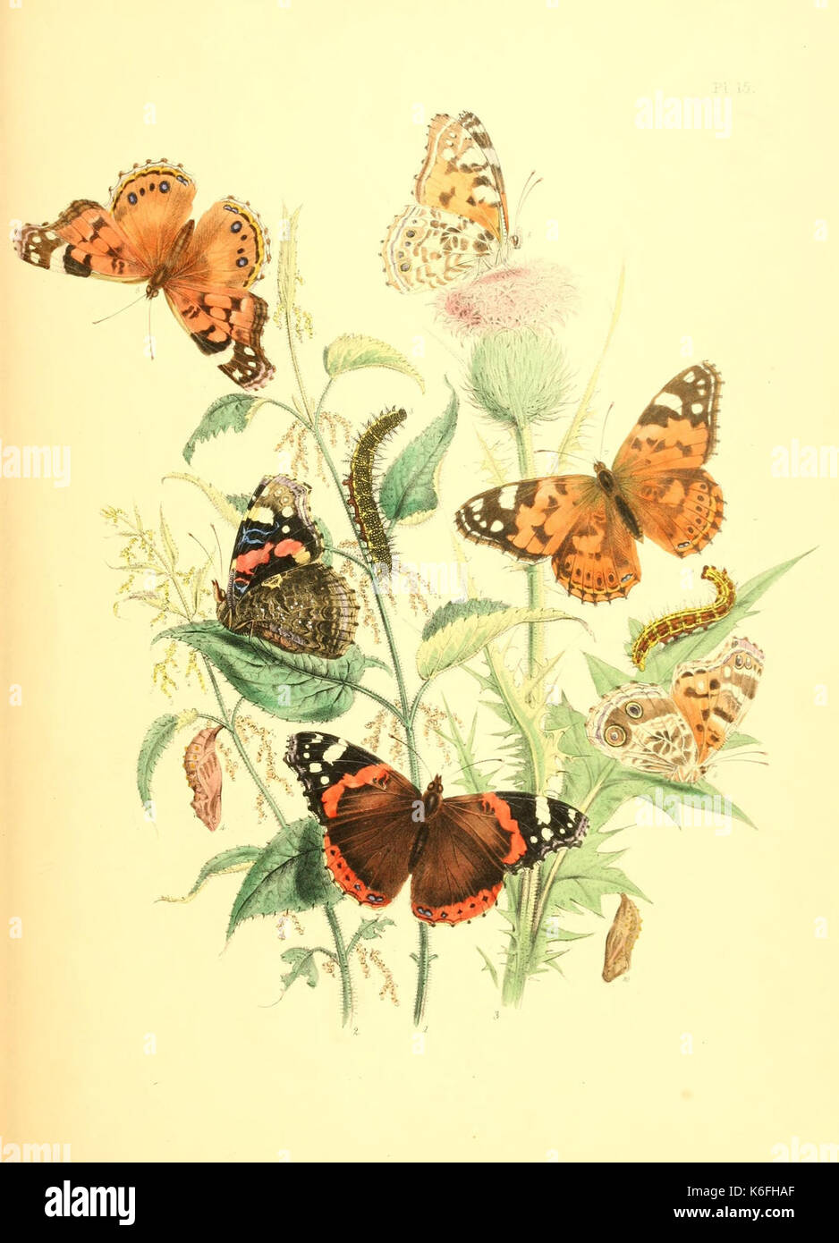 British butterflies and their transformations (Pl. 15) (7361880862 ...