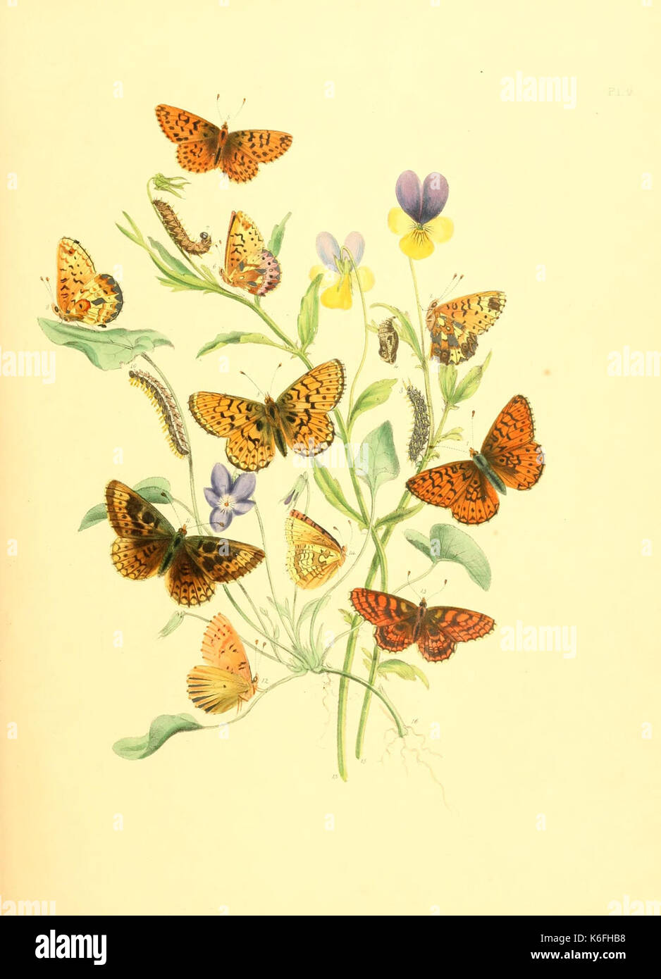 British butterflies and their transformations (Pl. 9) (7176647759 Stock ...