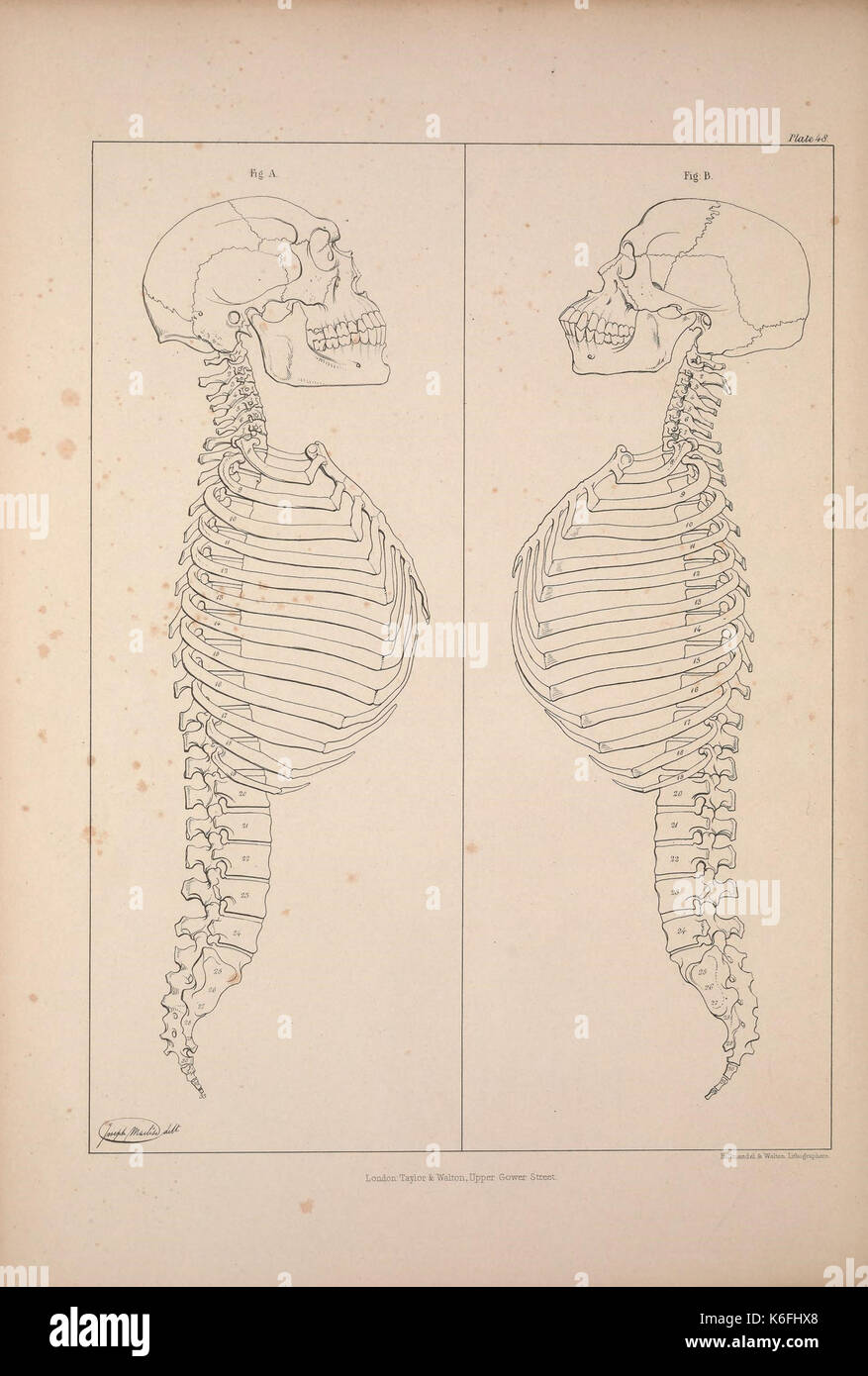Comparative osteology hi-res stock photography and images - Alamy