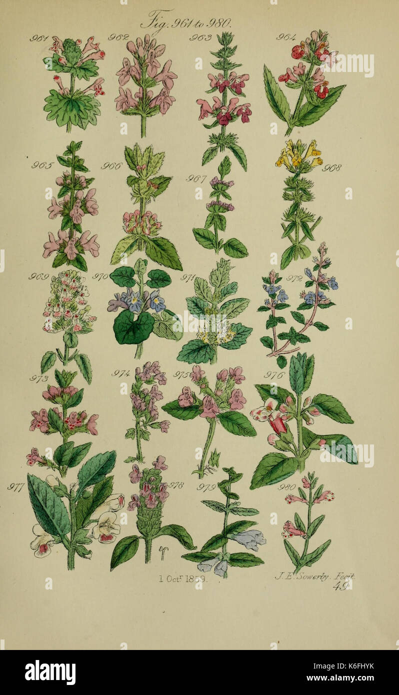 British wild flowers illustration hi-res stock photography and images ...