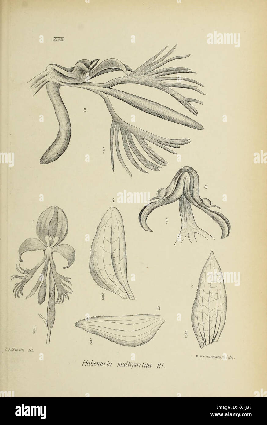 Java fig hi-res stock photography and images - Alamy