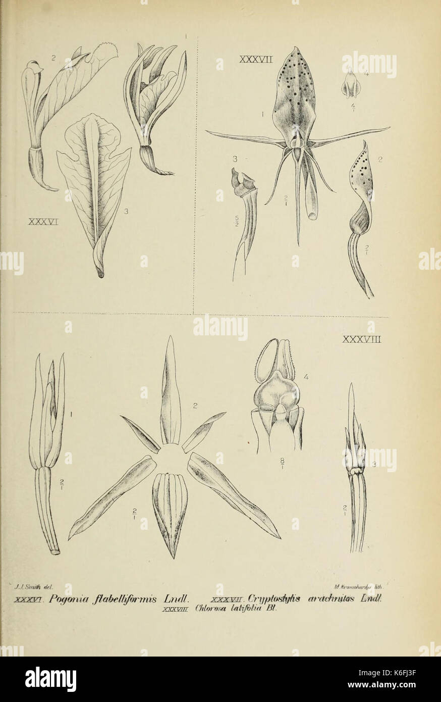 Java fig hi-res stock photography and images - Alamy