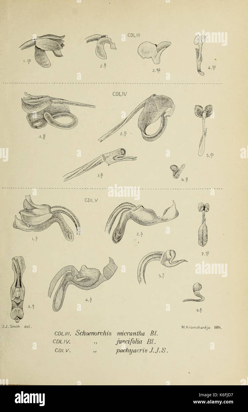 Die Orchideen von Java fig. 453 455 (1912 Stock Photo - Alamy