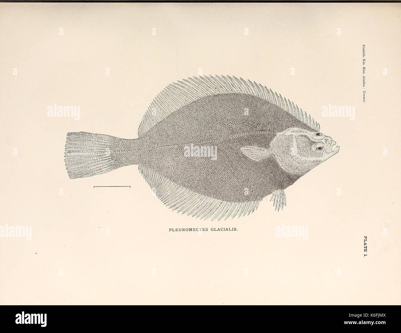 Contributions to the natural history of Alaska (PLATE 1) (9215356055 ...