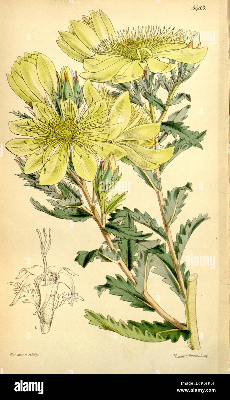 Curtis's botanical magazine (Tab. 5483) (8167075664 Stock Photo - Alamy