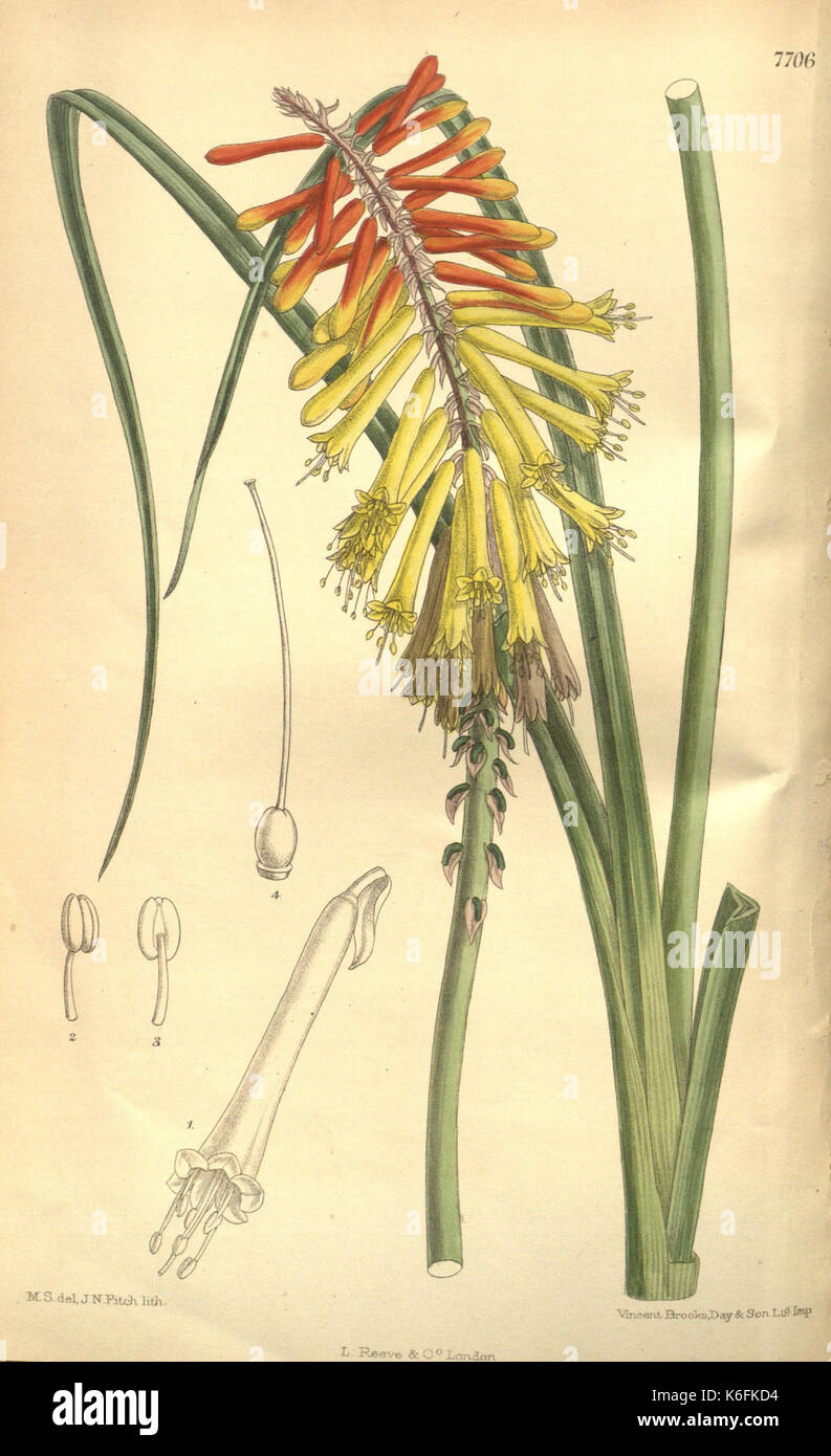 Curtis's botanical magazine (Tab. 7706) (8635505514 Stock Photo - Alamy