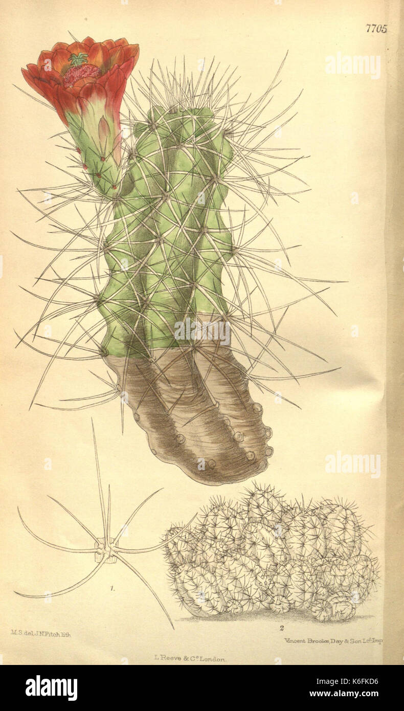 Curtis's botanical magazine (Tab. 7705) (8635504768 Stock Photo - Alamy