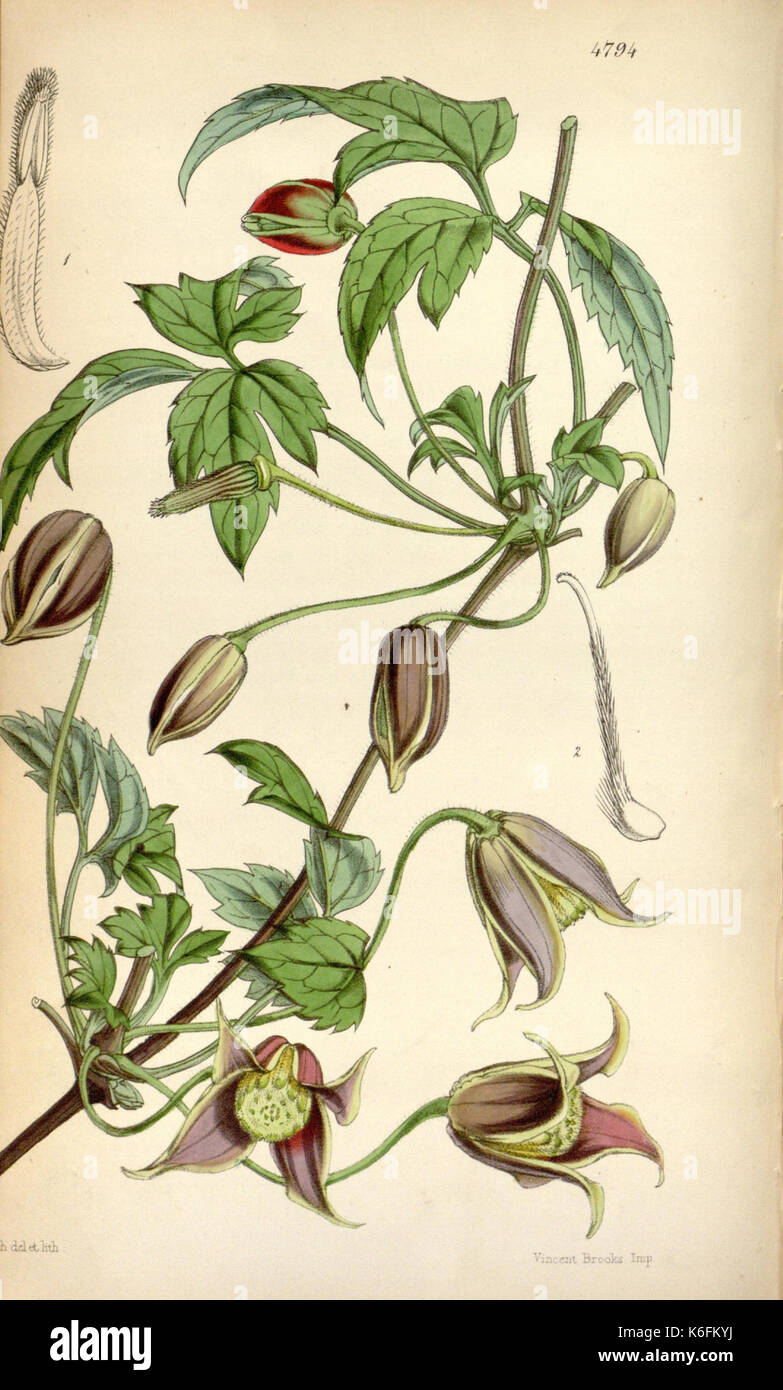 Curtis's botanical magazine (Tab. 4794) (8599467293 Stock Photo - Alamy