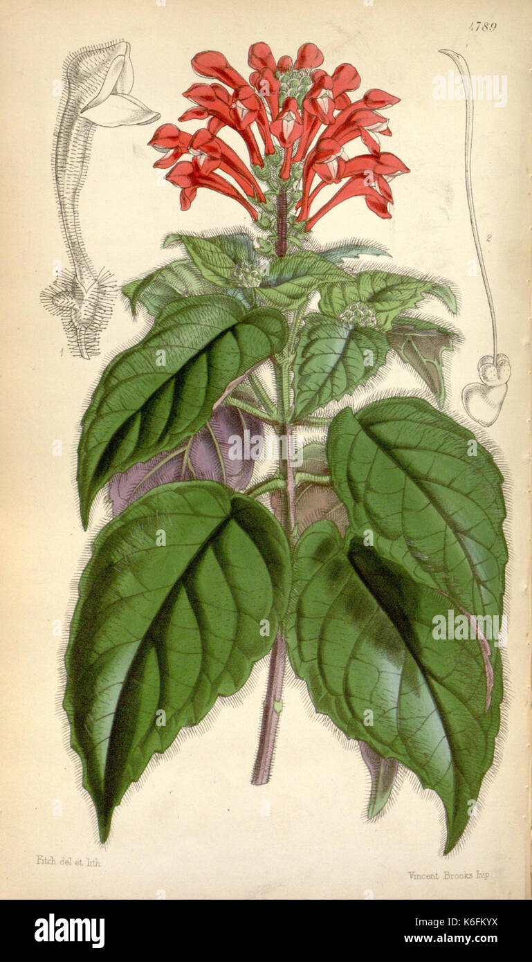 Curtis's botanical magazine (Tab. 4789) (8599431257 Stock Photo - Alamy