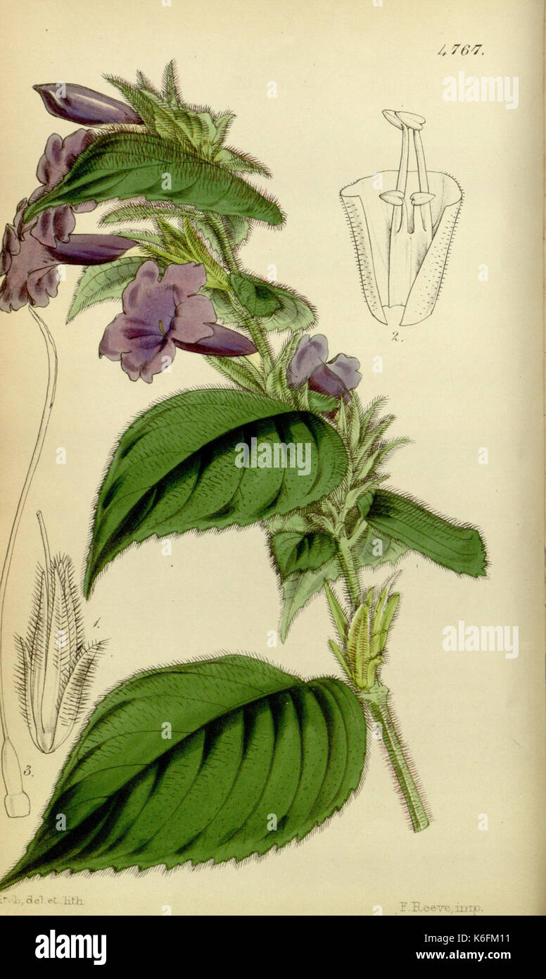 Curtis's botanical magazine (Tab. 4767) (8599363857 Stock Photo - Alamy